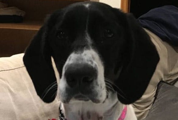 18 Times Springer Spaniels Mixed With Other Breeds, And The Result Was ...