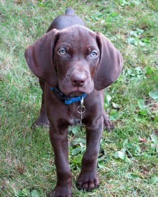8 German Shorthaired Pointer Mix Breeds – The Popular and Adorable ...