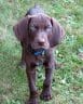 8 German Shorthaired Pointer Mix Breeds – The Popular and Adorable ...