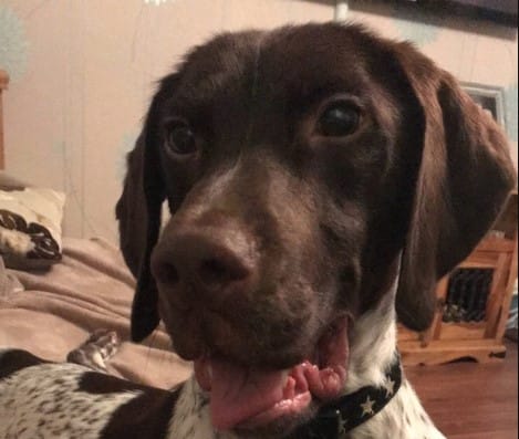 18 Times Springer Spaniels Mixed With Other Breeds, And The Result Was ...