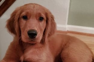 5 Irish Setter Mix Breeds – The Popular and Adorable Hybrid Dogs - PetPress