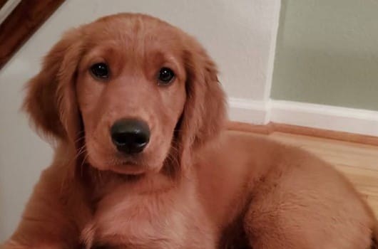 5 Irish Setter Mix Breeds – The Popular and Adorable Hybrid Dogs - PetPress