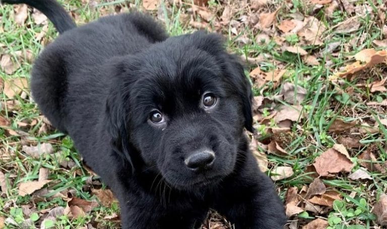 11 Newfoundland Mixes That'll Melt Your Heart - PetPress