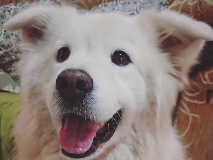 3 Samoyed Mix Breeds – The Popular and Adorable Hybrid Dogs - PetPress