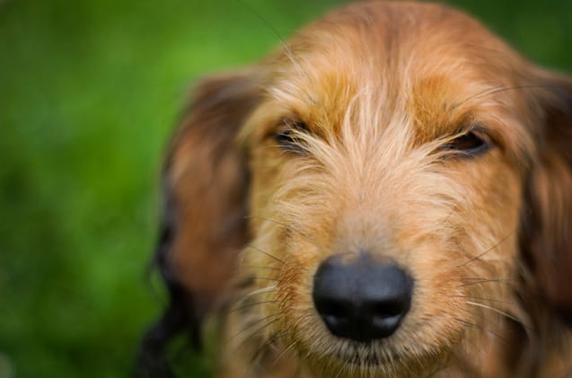 7 Airedale Terrier Mix Breeds – The Popular and Adorable Hybrid Dogs ...
