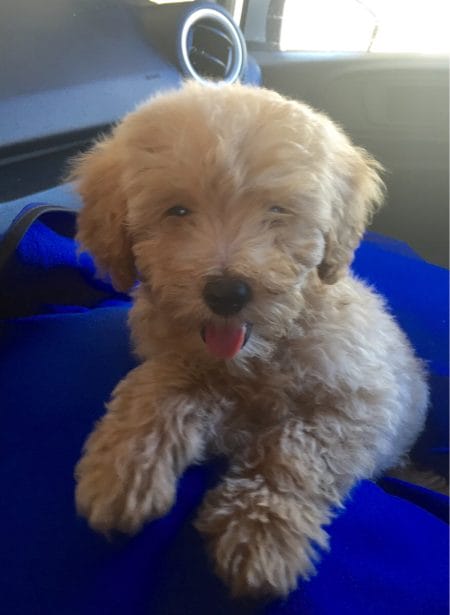 4 Goldendoodle Mixes That'll Melt Your Heart - PetPress