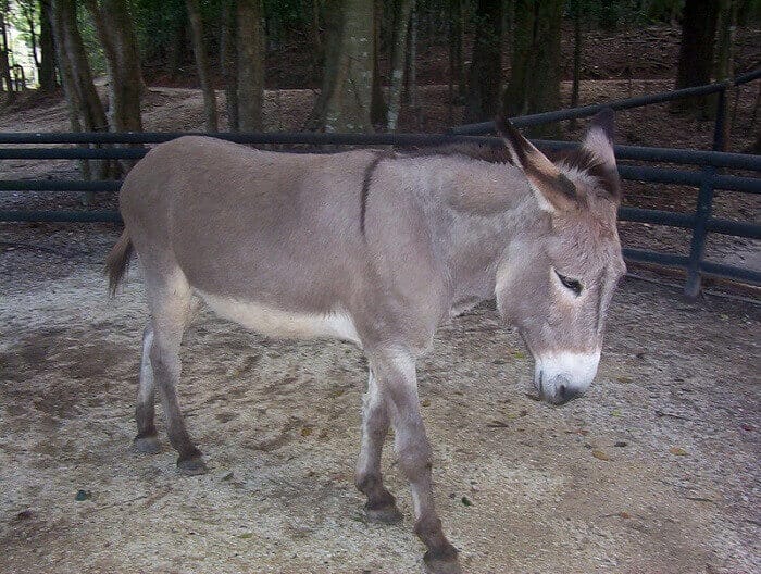 Donkey Names: 500 Good Ideas for Names for Donkeys