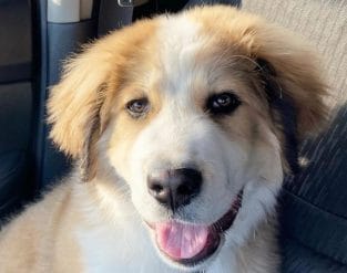 18 Great Pyrenees Mix Breeds – The Popular and Adorable Hybrid Dogs ...