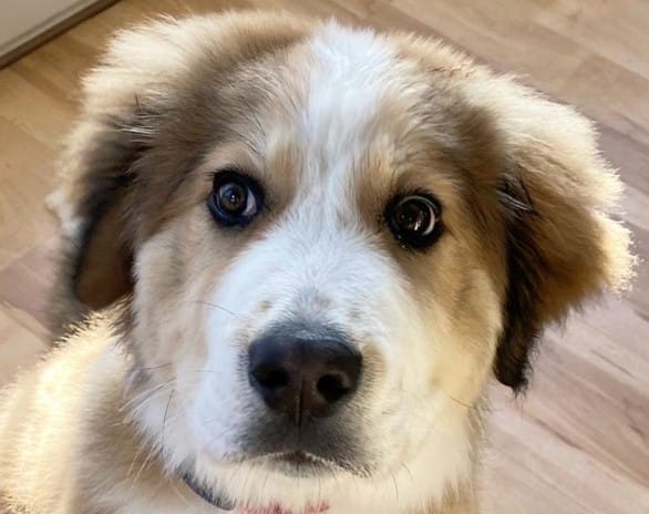 15 Bernese Mountain Dog Mixes You've Never Seen - PetPress