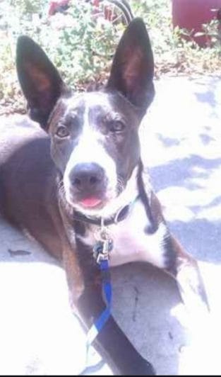 7 Basenji Mix Breeds – The Popular and Adorable Hybrid Dogs - PetPress