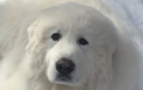 14 Wonderful Facts About Great Pyrenees - Page 2 of 4 - PetPress