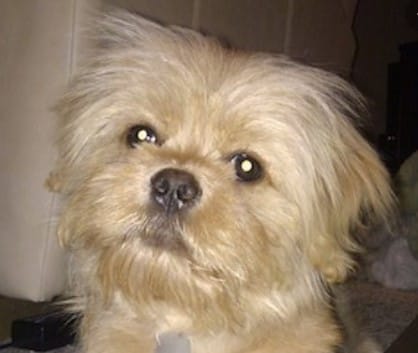 28 Cairn Terrier Mix Breeds – The Popular and Adorable Hybrid Dogs ...