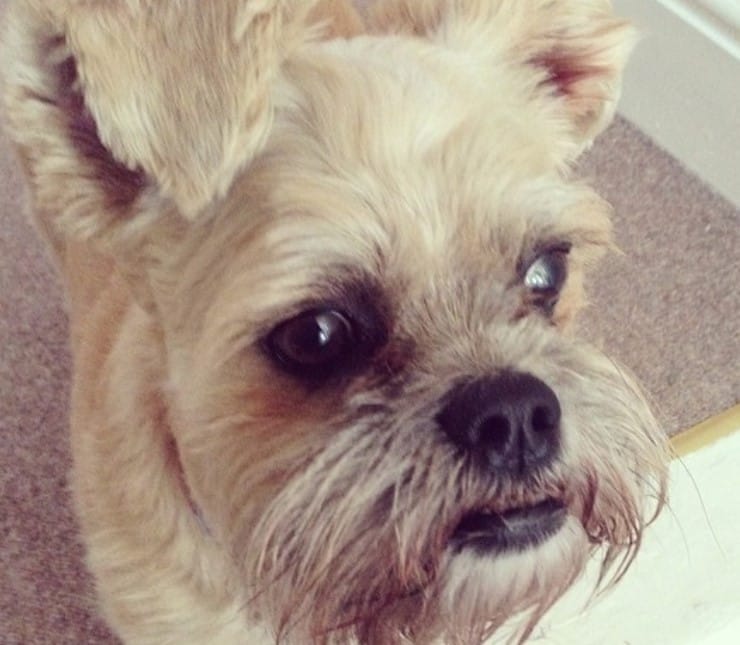 24 Brussels Griffon Mix Breeds – The Popular and Adorable Hybrid Dogs ...