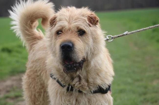 24 Brussels Griffon Mix Breeds – The Popular and Adorable Hybrid Dogs ...