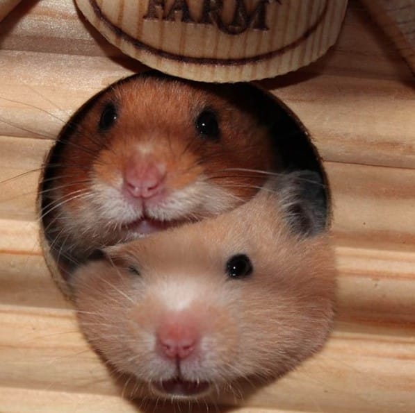 14 Pet Hamster Care Tips for Beginners - PetPress