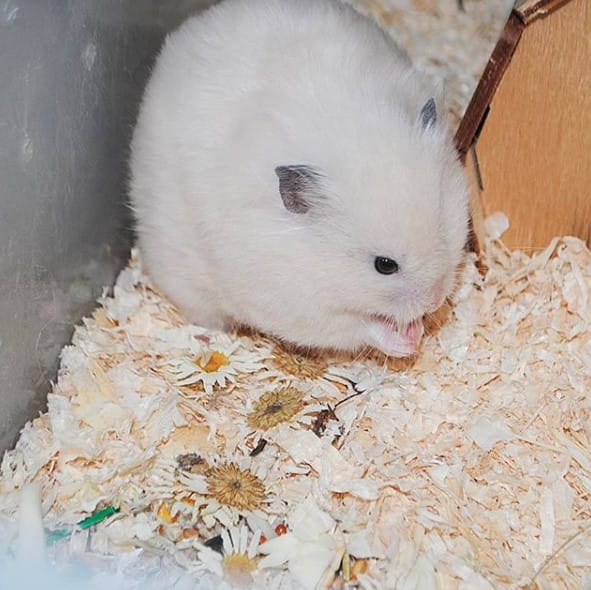 14 Nutritional Rules For Your Favorite Hamster