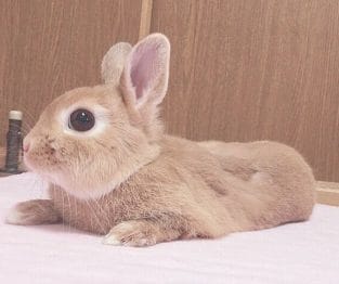 The 500 Best Male Rabbit Names For Your Bunny - PetPress