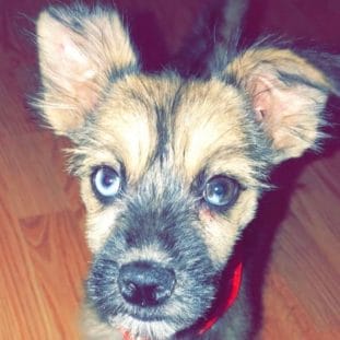 27 Havanese Mix Breeds – The Popular and Adorable Hybrid Dogs - PetPress