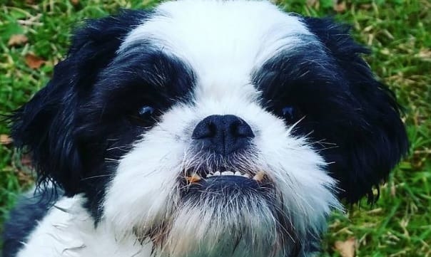 27 Havanese Mix Breeds – The Popular and Adorable Hybrid Dogs - PetPress