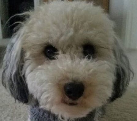 27 Havanese Mix Breeds – The Popular and Adorable Hybrid Dogs - PetPress