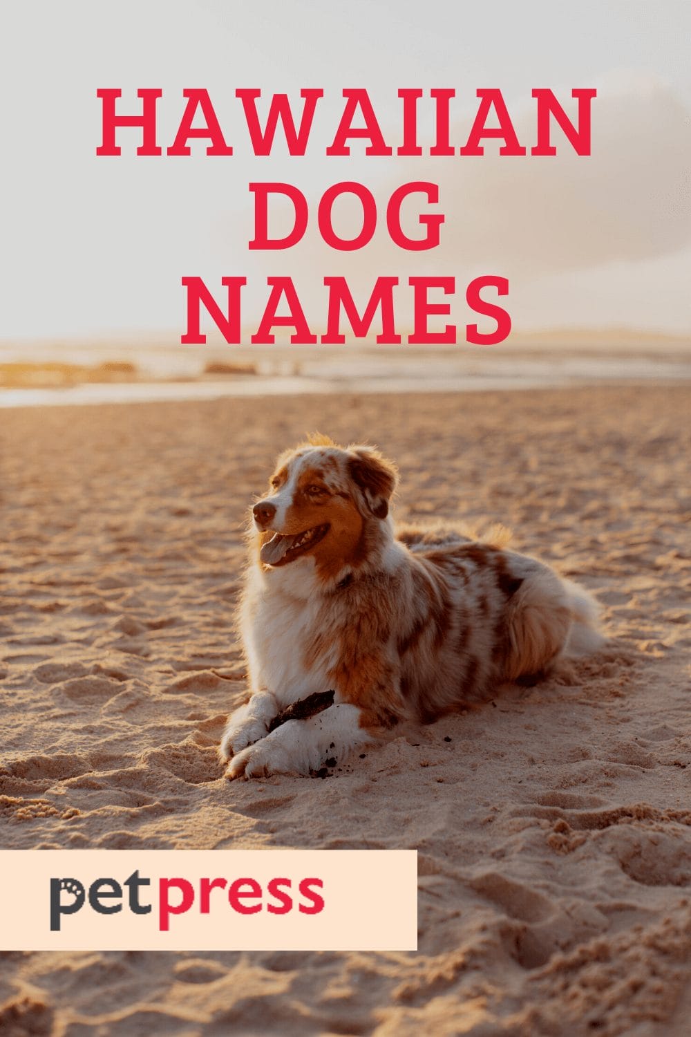 170 Cool And Beautiful Hawaiian Dog Names with Meanings