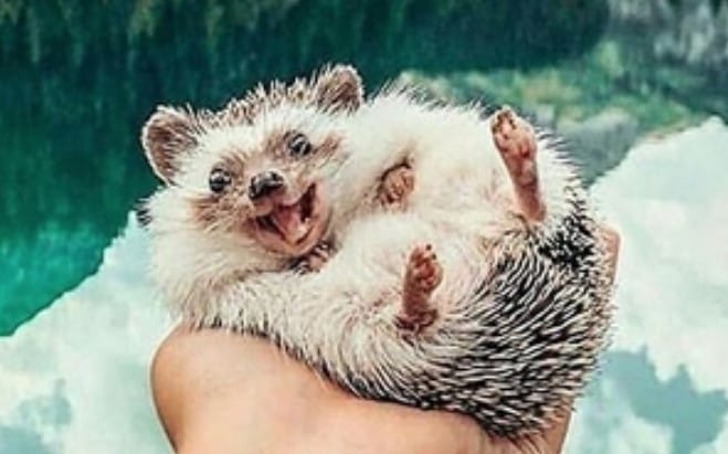 14 Incredible Pictures Proving That Hedgehogs Love to Travel - PetPress