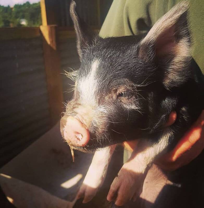 Male Pig Names - 200 Awesome Ideas For Naming Your Piglet - PetPress