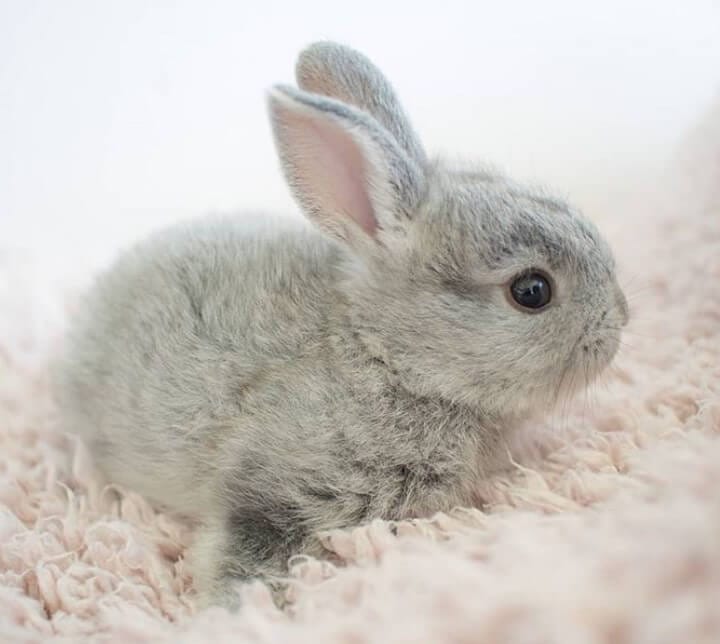100 Amazingly Unique Rabbit Names To Give Your Bunny - PetPress