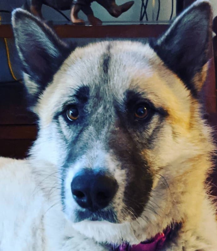 9 Cute Akita Inu Mixes That'll Melt Your Heart - PetPress