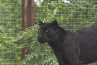 Panther Names: 230 Best And Famous Names for Panthers