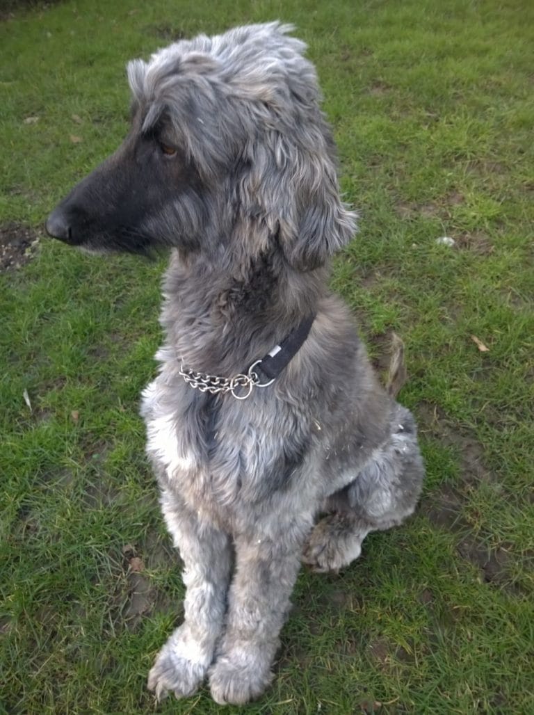 12 Crazily Cute Afghan Hound Mixes You Have To Check Out Now - PetPress