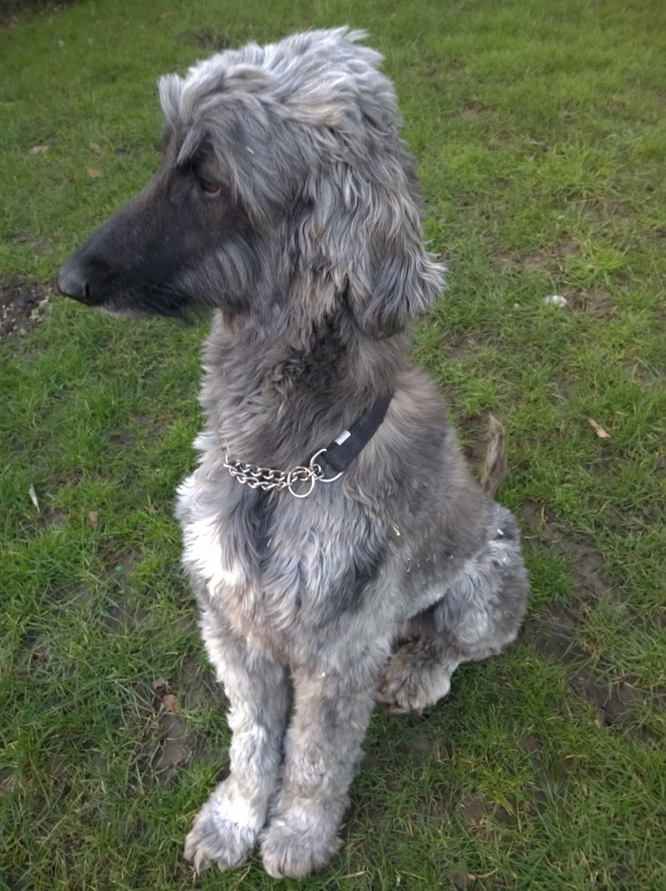 12 Crazily Cute Afghan Hound Mixes You Have To Check Out Now - PetPress