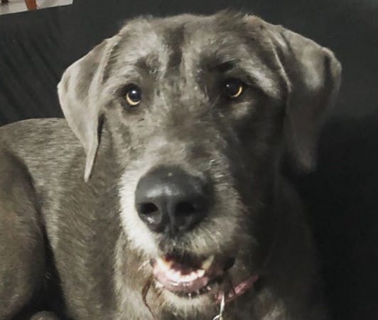 13 Irish Wolfhound Mix Breeds – The Popular and Adorable Hybrid Dogs ...