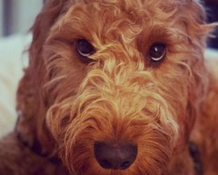 5 Irish Setter Mix Breeds – The Popular and Adorable Hybrid Dogs - PetPress