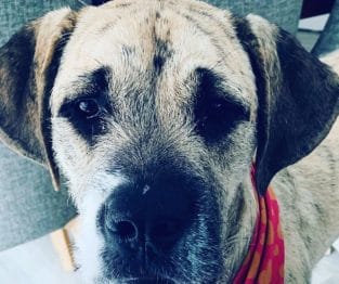 13 Irish Wolfhound Mix Breeds – The Popular and Adorable Hybrid Dogs ...