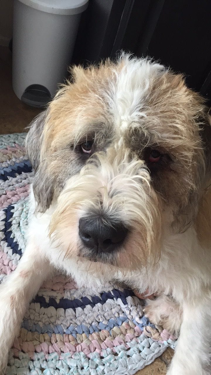 16 Saint Bernard Mixes That Will Melt Your Cold, Unloving Heart - PetPress