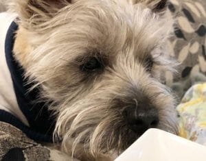 28 Cairn Terrier Mix Breeds – The Popular and Adorable Hybrid Dogs ...