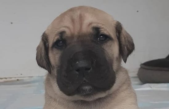 26 Utterly Gorgeous Great Dane Mixes You Need In Your Life - PetPress