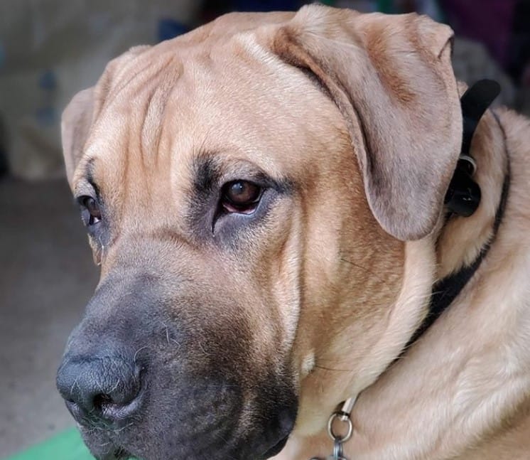 35 Cute Rottweiler Mixes That'll Melt Your Heart - PetPress