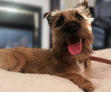 28 Cairn Terrier Mix Breeds – The Popular and Adorable Hybrid Dogs ...