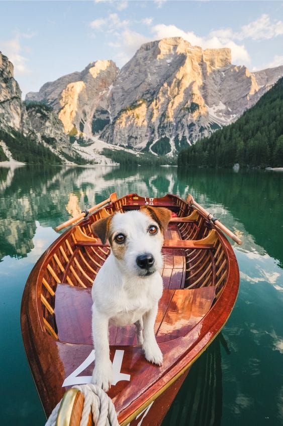 Top 17 Activities To Do With Your Jack Russell - PetPress