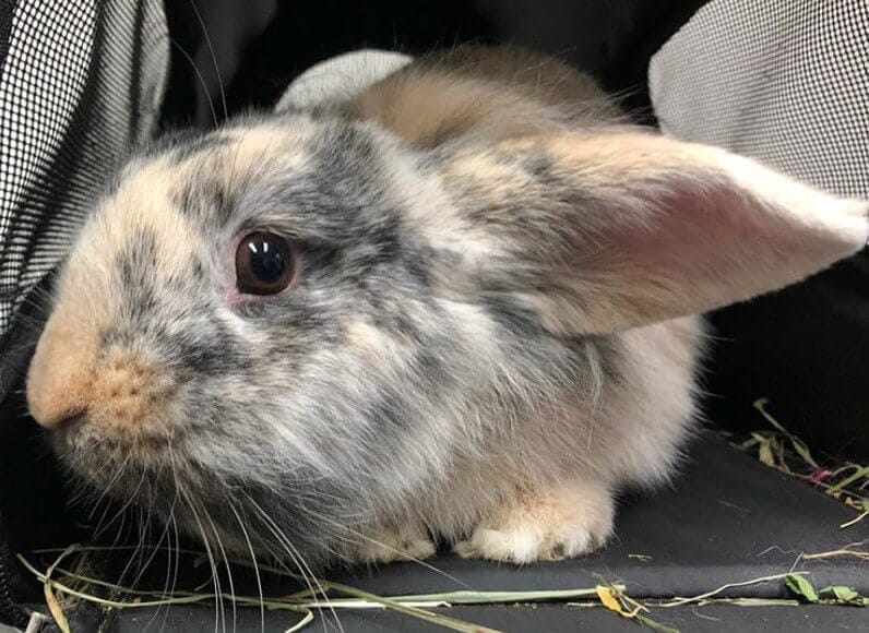 The 500 Best Male Rabbit Names For Your Bunny - PetPress