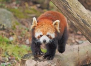 80 Most Popular Red Panda Names - PetPress