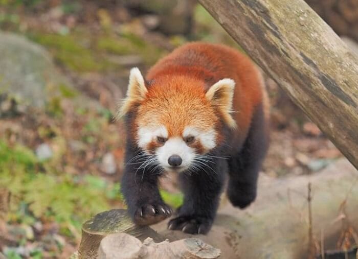 80 Most Popular Red Panda Names - PetPress