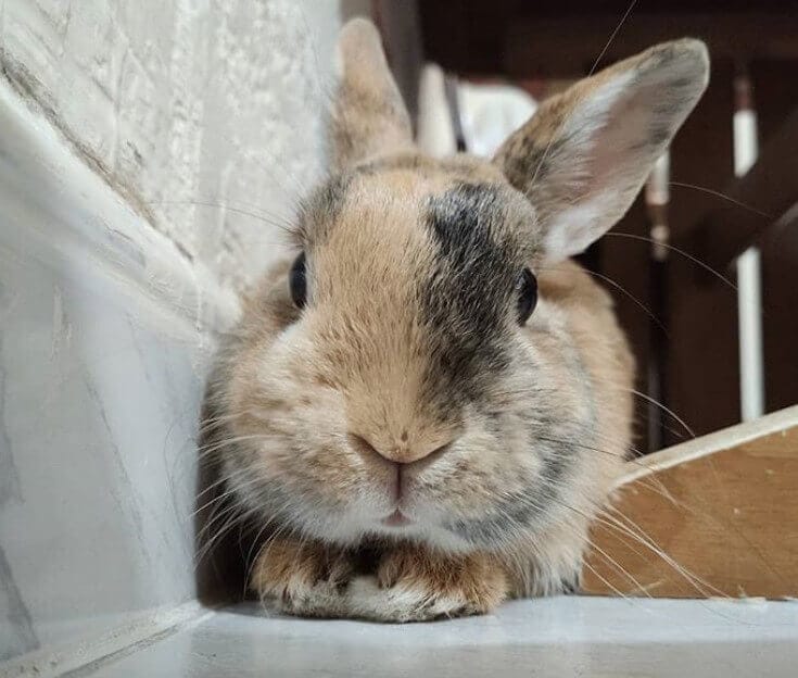 Female Rabbit Names: 300 of the Top Girl Bunny Names - PetPress