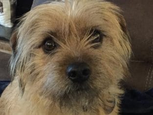 28 Cairn Terrier Mix Breeds – The Popular and Adorable Hybrid Dogs ...