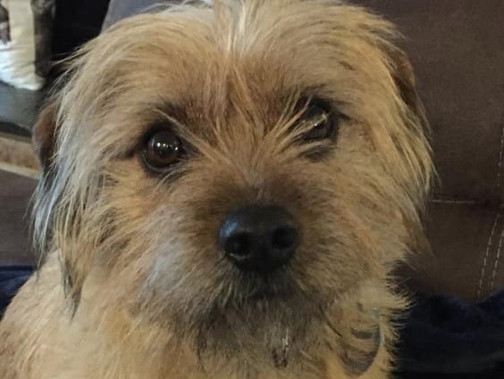 28 Cairn Terrier Mix Breeds – The Popular and Adorable Hybrid Dogs ...