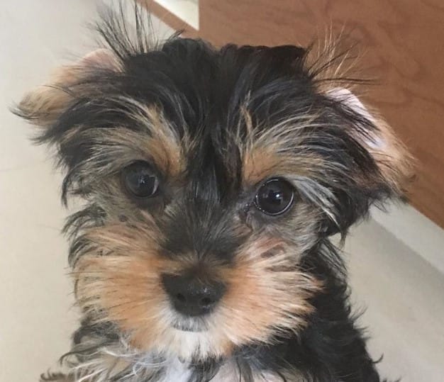 39 Utterly Gorgeous Cavalier King Charles Spaniel Mixes You Need In ...