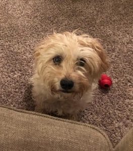 39 Utterly Gorgeous Cavalier King Charles Spaniel Mixes You Need In ...