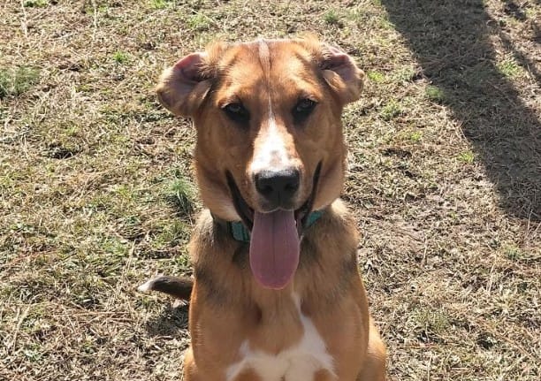 3 Bloodhound Mix Breeds – The Popular and Adorable Hybrid Dogs - PetPress